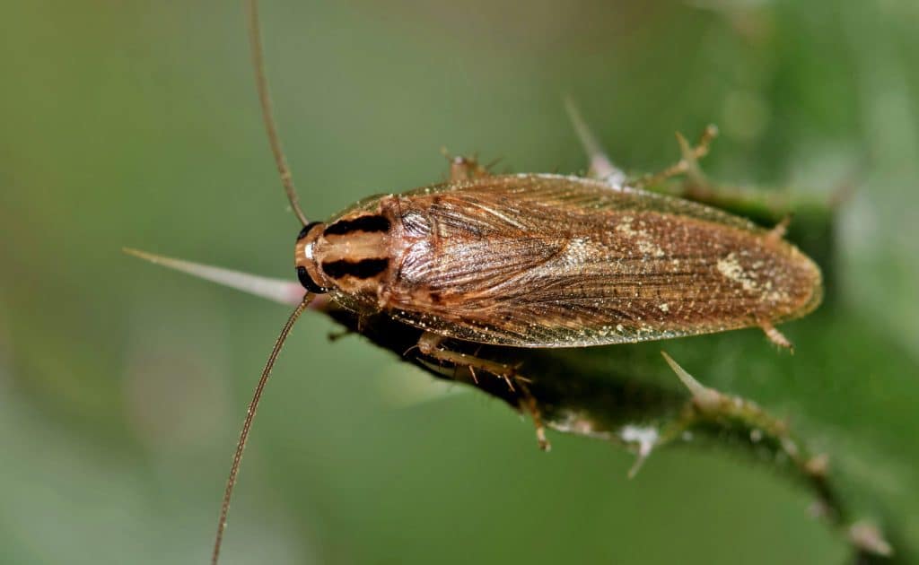 How To Get Rid Of German Roaches In Your House