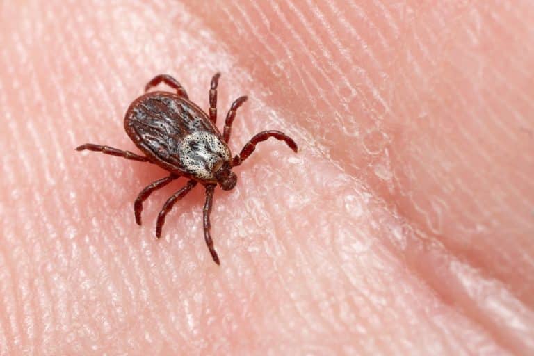 How To Prevent Fleas And Ticks In Your Arizona Home