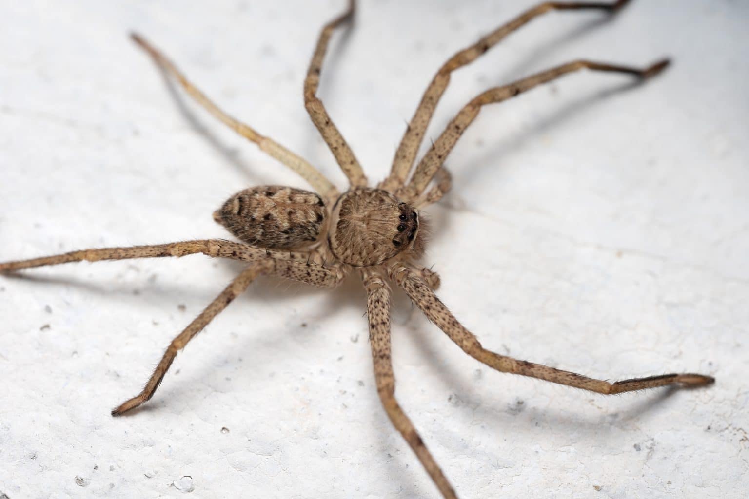 Easy Ways To Identify Arizona Spiders In Your Home