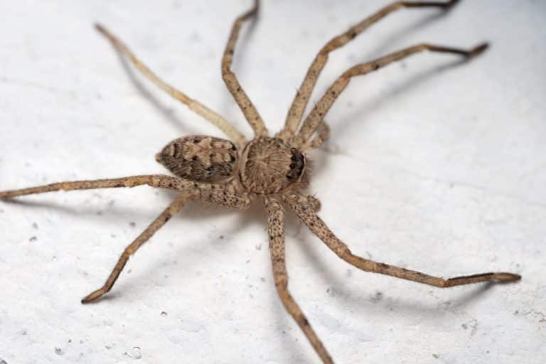 Spider Control In Phoenix - House Doctor Exterminating