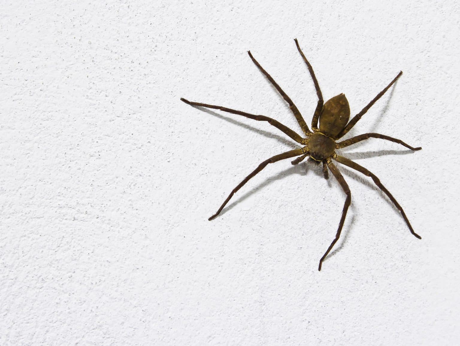 Spider Control In Phoenix - House Doctor Exterminating